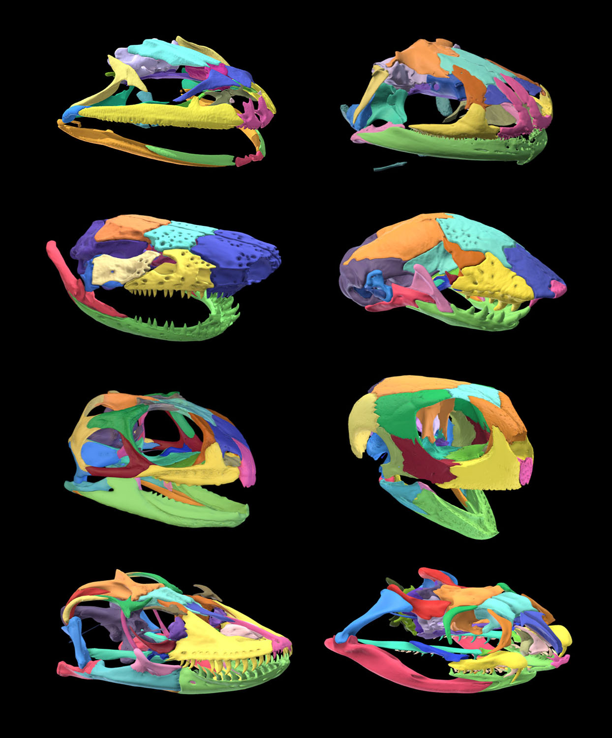 E&O Resources: Gray’s Colors of Skull Anatomy – NoCTURN